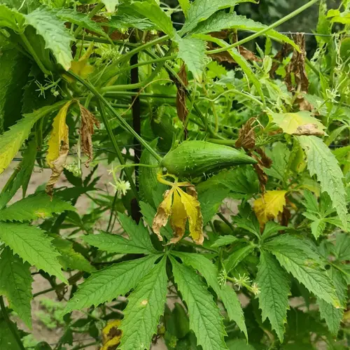 Caigua (Cyclanthera pedata) - PictureThis