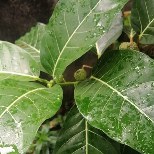 Ivory fig (Ficus septica) Flower, Leaf, Care, Uses - PictureThis