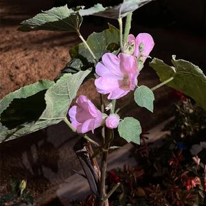 How to Grow and Care for Alcea biennis