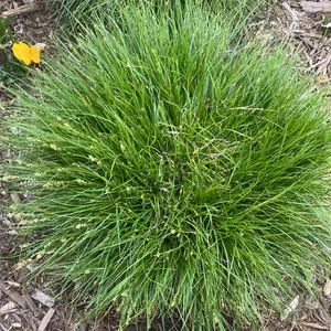 How to Prune Grassland sedge