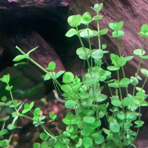 Micranthemum umbrosum - PictureThis