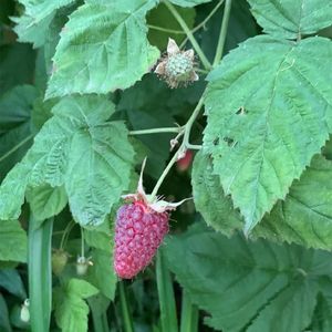 Loganberry (Rubus loganobaccus) - PictureThis