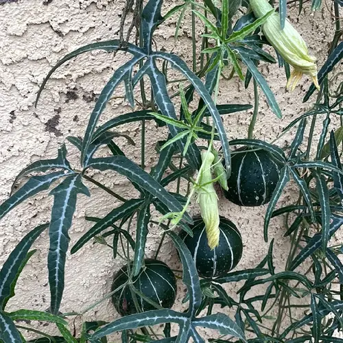 Fingerleaf gourd (Cucurbita digitata) Flower, Leaf, Care, Uses ...