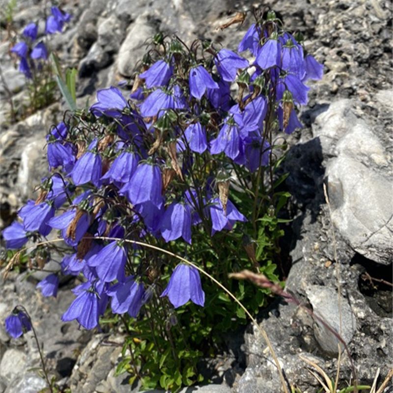 Discovering the Charm and Symbolism of the Earleaf Bellflower