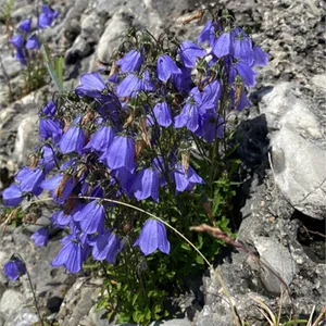 How to Propagate Earleaf bellflower
