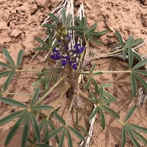 How to Propagate Rusty lupine