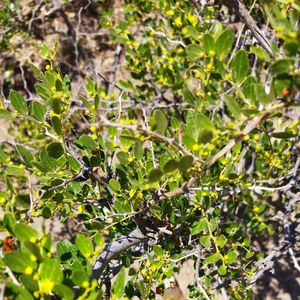 Azufaifo - Ziziphus lotus (Taxonomía, Características, Distribución ...