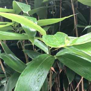 Cómo cultivar y cuidar una Bambú palmado