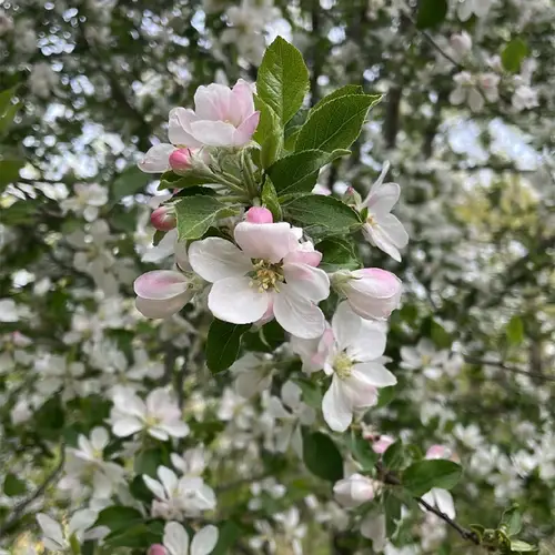 Malus sylvestris subsp. sylvestris - PictureThis