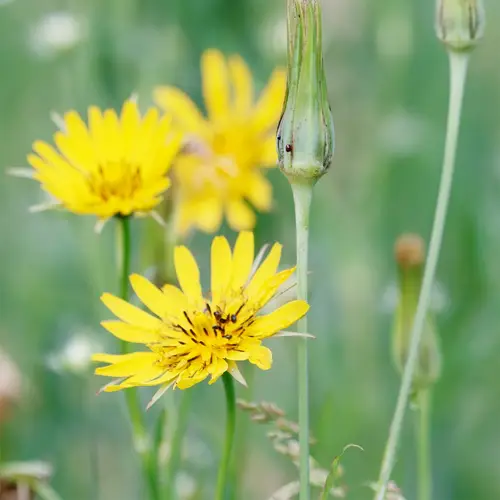 How to Plant and Grow Noon flower(Tragopogon pratensis subsp. pratensis)