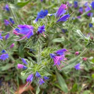 How to Grow and Care for Echium tuberculatum