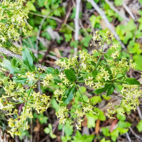 Wild madder (Rubia peregrina) Flower, Leaf, Care, Uses - PictureThis