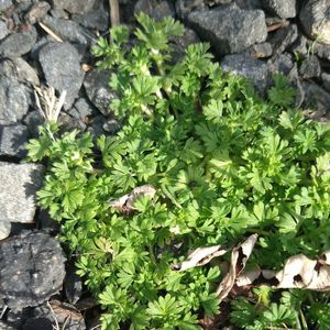 Field parsley piert - Aphanes arvensis (Taxonomy, Characteristics ...