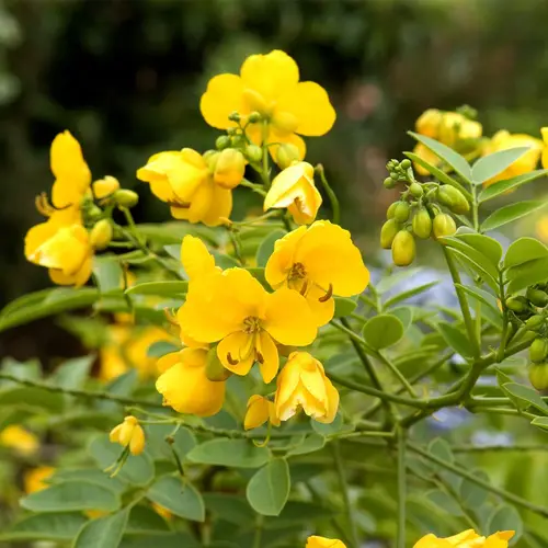 Rama negra (Senna corymbosa) - PictureThis