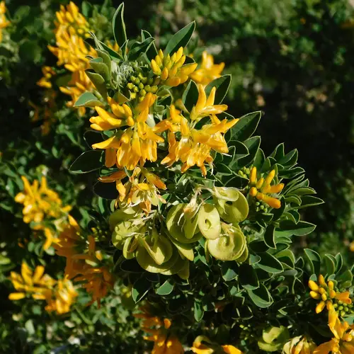 Medicago arborea - PictureThis