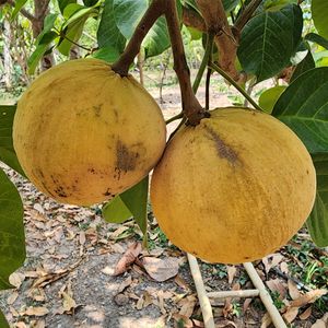 Cotton fruit - Sandoricum koetjape (Care, Characteristics, Flower ...