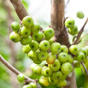 How to Grow and Care for Common yellow-stem fig