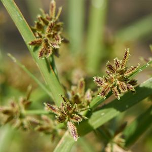 How to Grow and Care for Brown flat sedge
