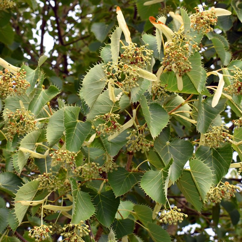 ¿Cuáles son los problemas comunes con Tilo de Henry?