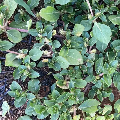Hierba del pollo (Alternanthera pungens) - PictureThis