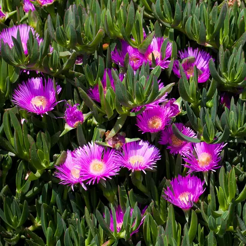 Angular sea-fig (Carpobrotus glaucescens) Flower, Leaf, Care, Uses ...
