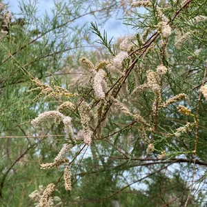How to Propagate Canary islands tamarisk