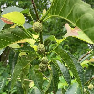 Palo de mora - Maclura tinctoria (Taxonomía, Características ...