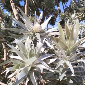 How to Grow and Care for Silver leaf tree