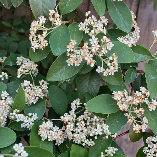 Cotoneaster glaucophyllus - PictureThis