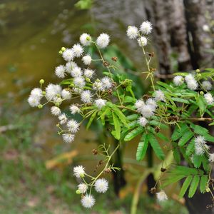 How to Grow and Care for Sensitive plants