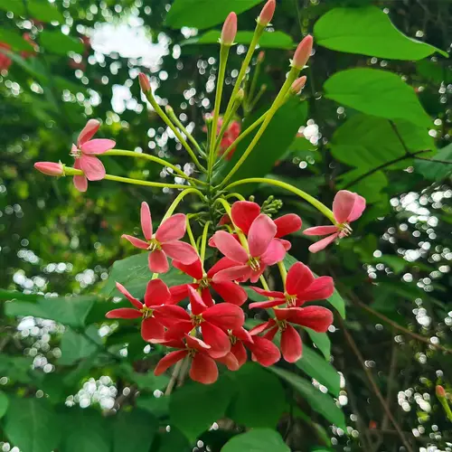 How to Plant and Grow Rangoon creeper(Combretum indicum)