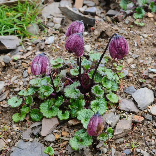 Cremanthodium campanulatum Flower, Leaf, Care, Uses - PictureThis