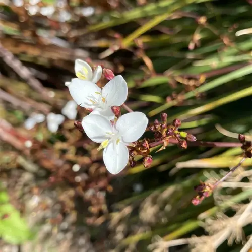 How to Plant and Grow New zealand iris(Libertia ixioides)