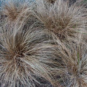 How to Grow and Care for New England hair sedge