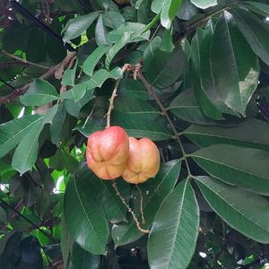 Ackee apple (Blighia sapida) - PictureThis