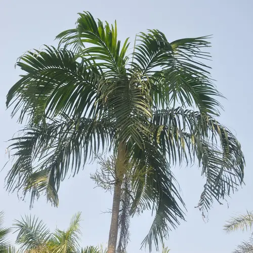 Carpentaria acuminata - PictureThis