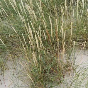 Beach Grass