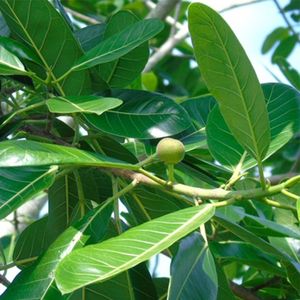 Wild fig - Ficus insipida (Taxonomy, Characteristics, Distribution, Images)
