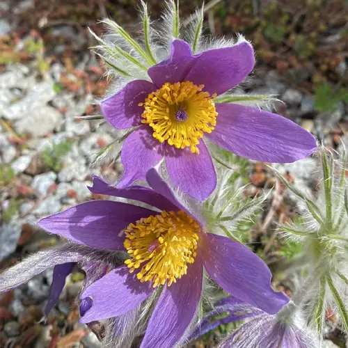 Pulsatilla halleri subsp. halleri - PictureThis