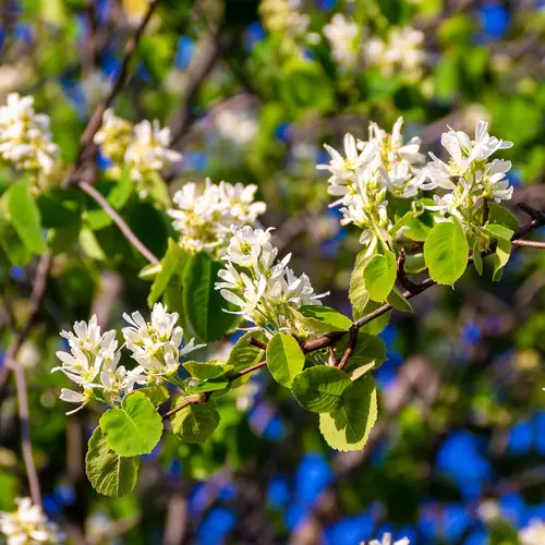 Saskatoon serviceberry (Amelanchier alnifolia var. semiintegrifolia ...