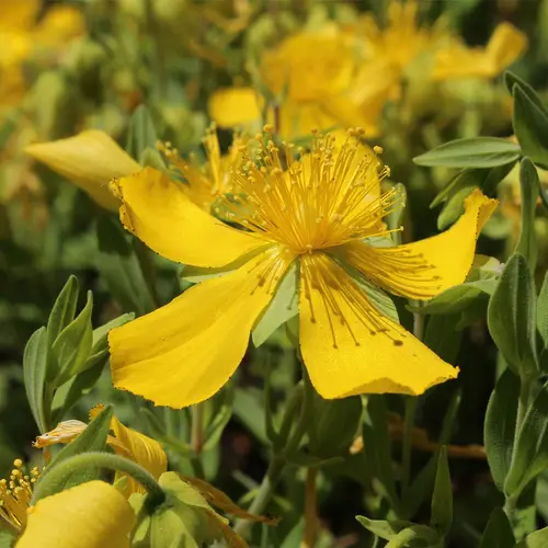 Hypericum cerastoides Flower, Leaf, Care, Uses - PictureThis