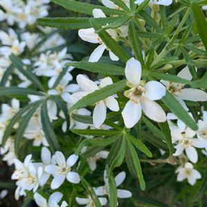 How to Grow and Care for Wild chilli pepper