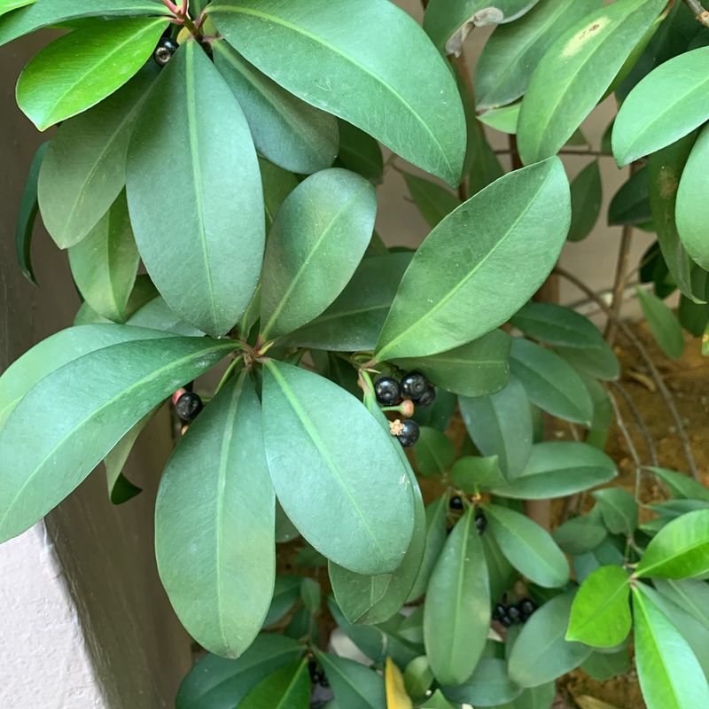 What Ails Your Marlberry? Common Plant Problems