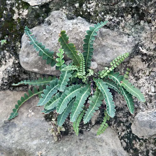 Скребница аптечная (Asplenium ceterach) - PictureThis