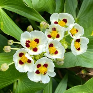 Giant arrowhead (Sagittaria montevidensis) - PictureThis