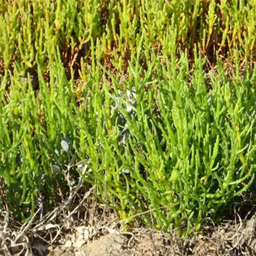 Salicornia ramosissima - PictureThis