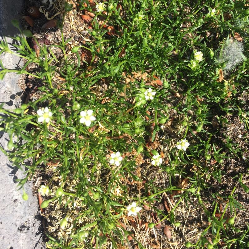 Exploring the Remarkable Benefits of Arctic pearlwort: Nature's Hidden Gem