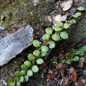 How to Prune Lyall's speedwell
