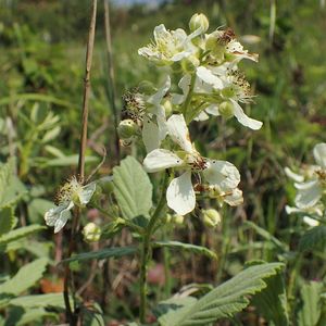 Rubus canescens - PictureThis