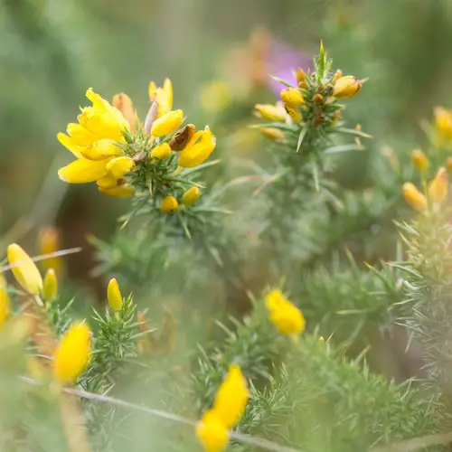 Welsh gorse (Ulex gallii) Flower, Leaf, Care, Uses - PictureThis